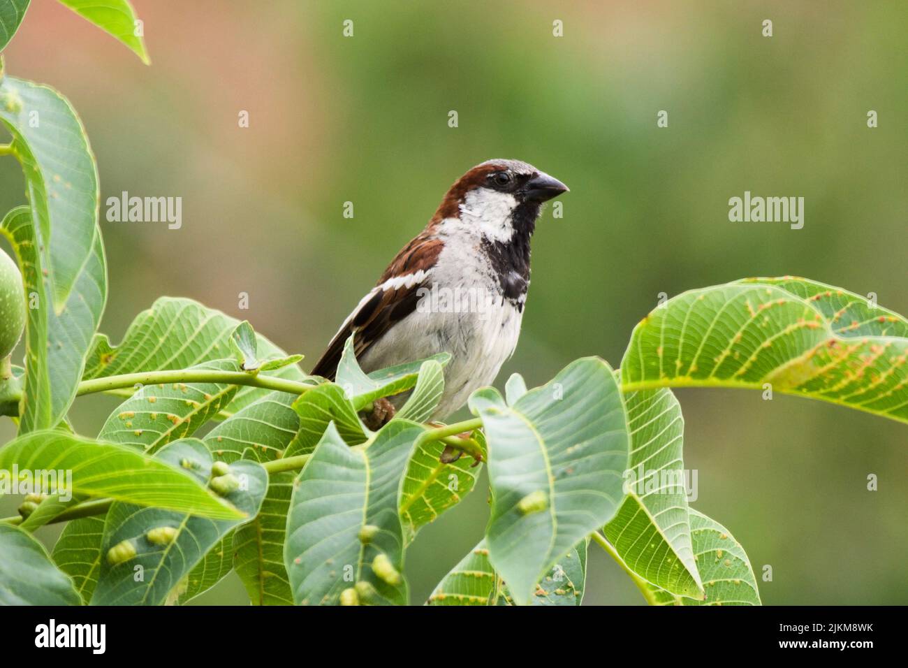 A beautiful small bird standing on the green leaves with blurred ...