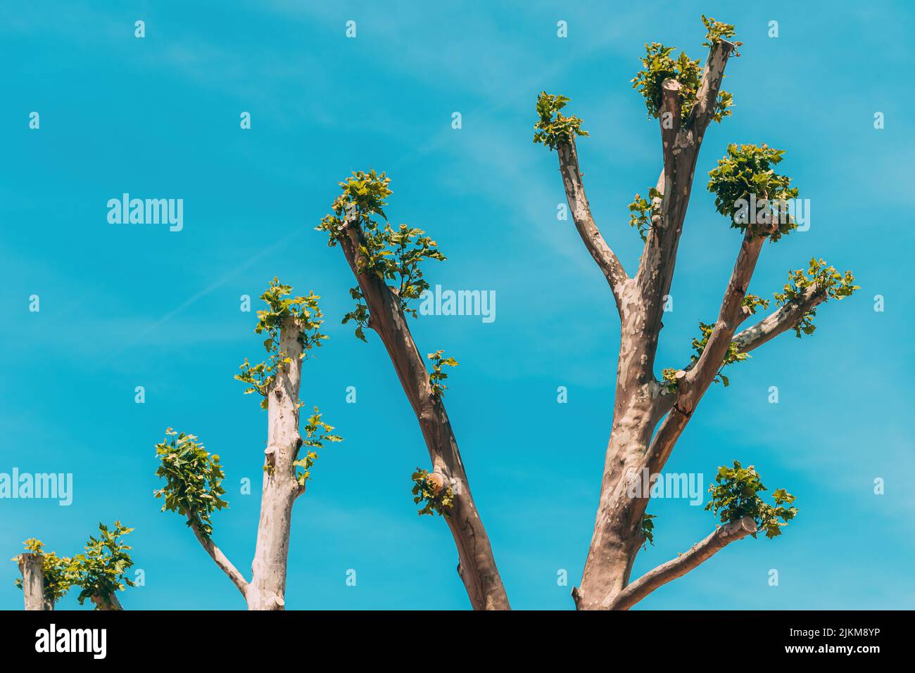 Tree topping and pollarding, small branches with green leaves growing ...