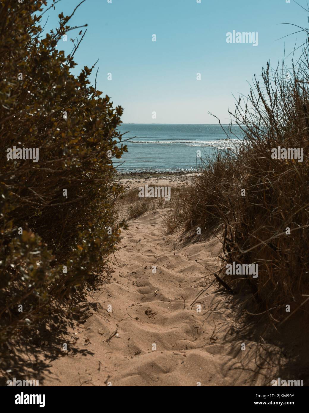 A vertical view of a beach path through bushes Stock Photo - Alamy