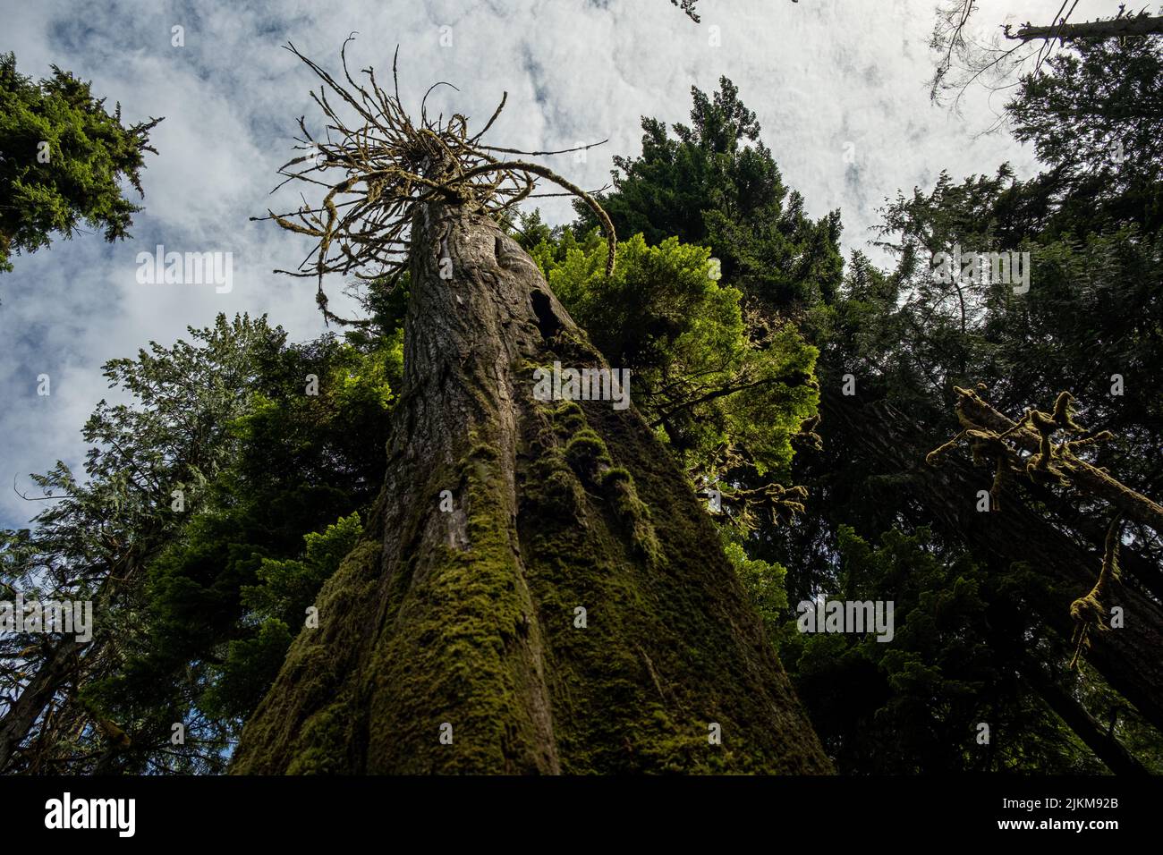 Tree roots olympic national park hi-res stock photography and images - Alamy