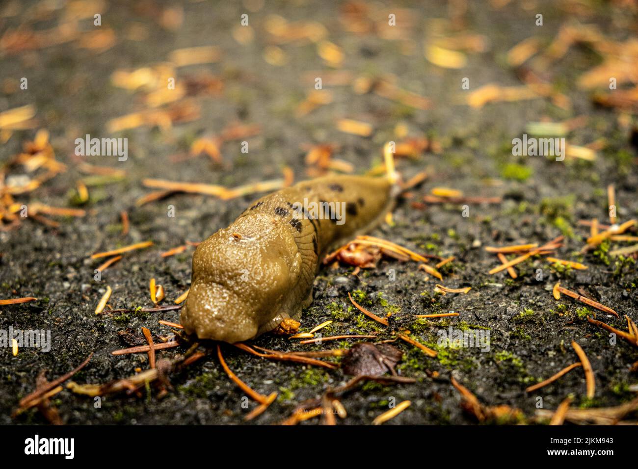 Banana Slug in Olympic National Park, Washington Stock Photo - Alamy