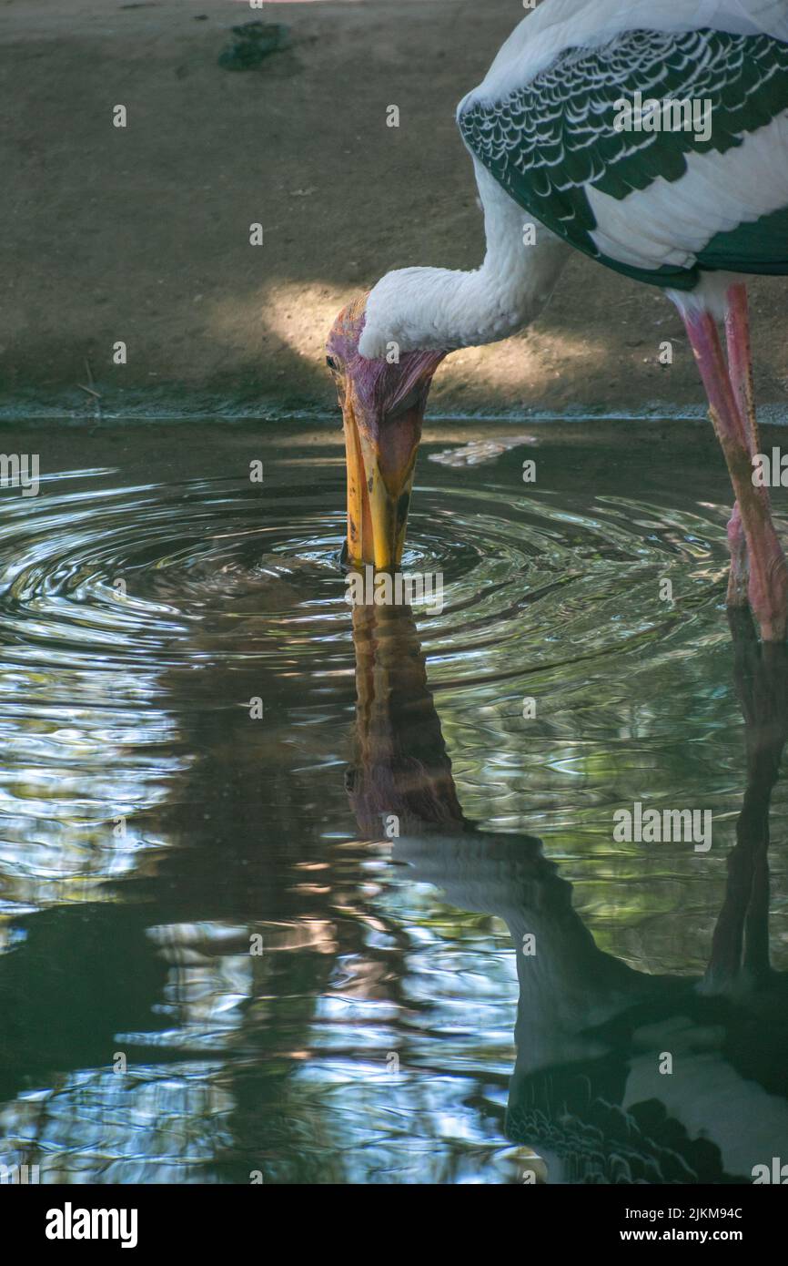 Stork drinking hi-res stock photography and images - Alamy