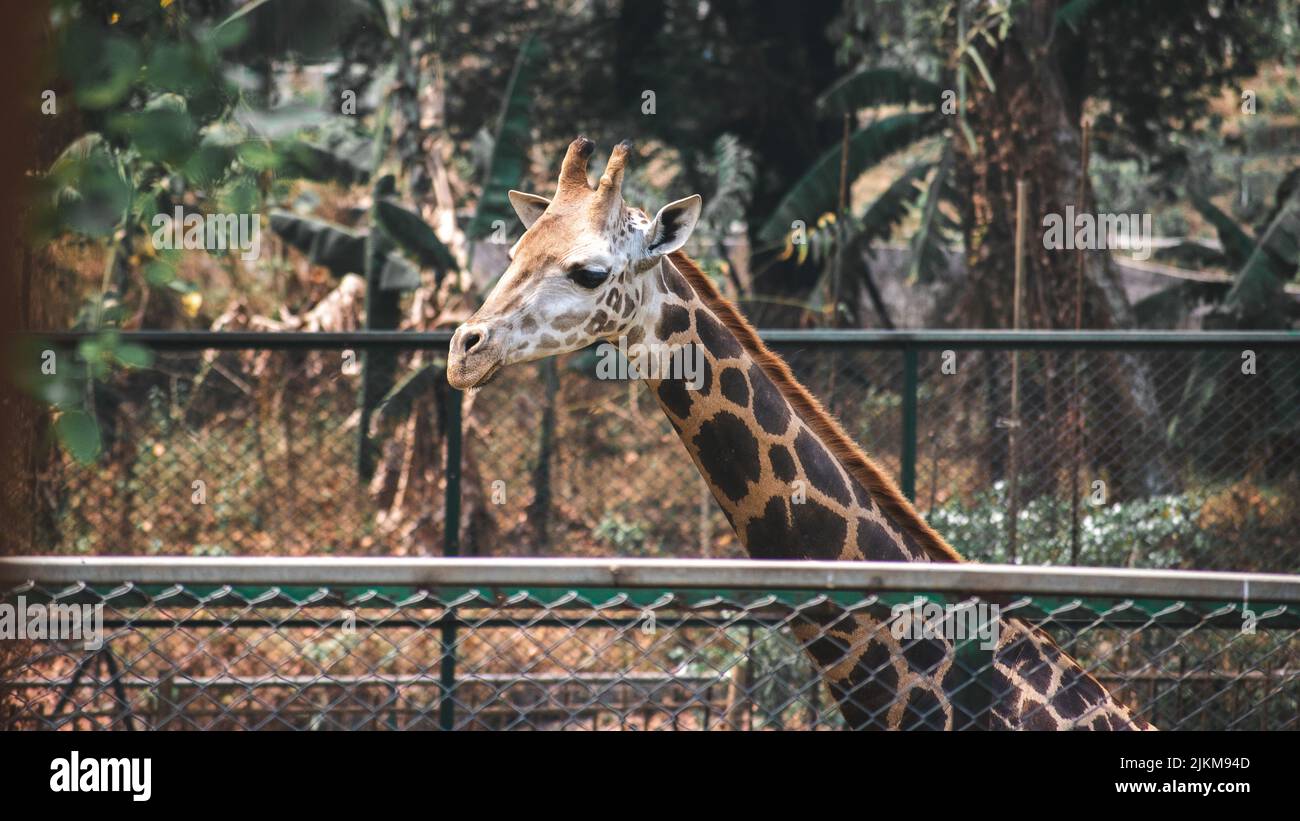 A view of giraffe standing and looking towards in background of trees ...