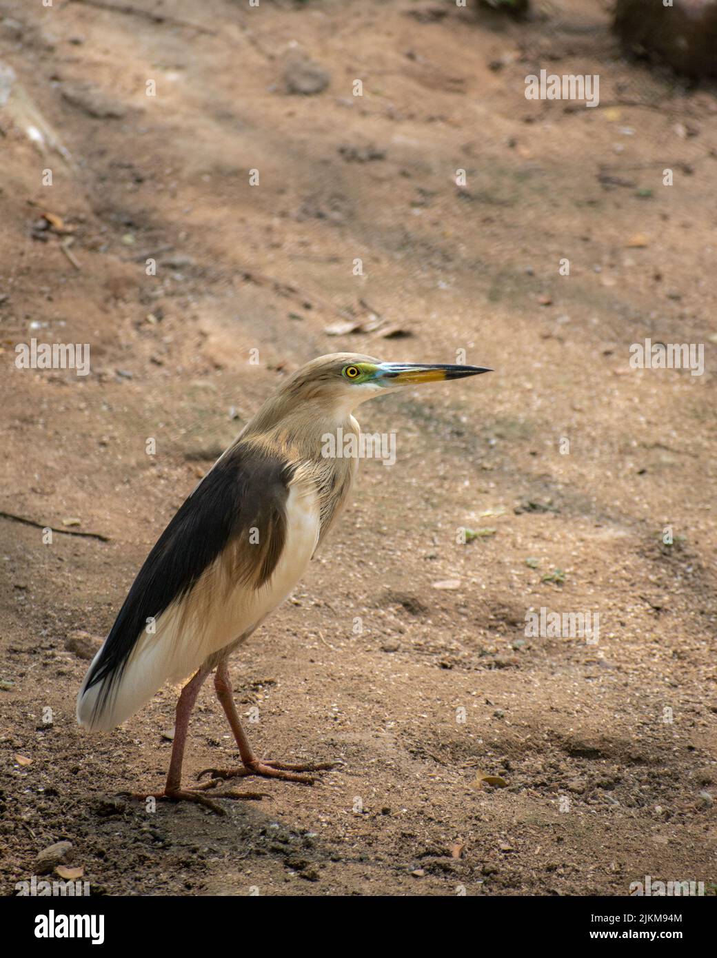 A vertical shot of a Javan pond heron (Ardeola speciosa) staning in ...
