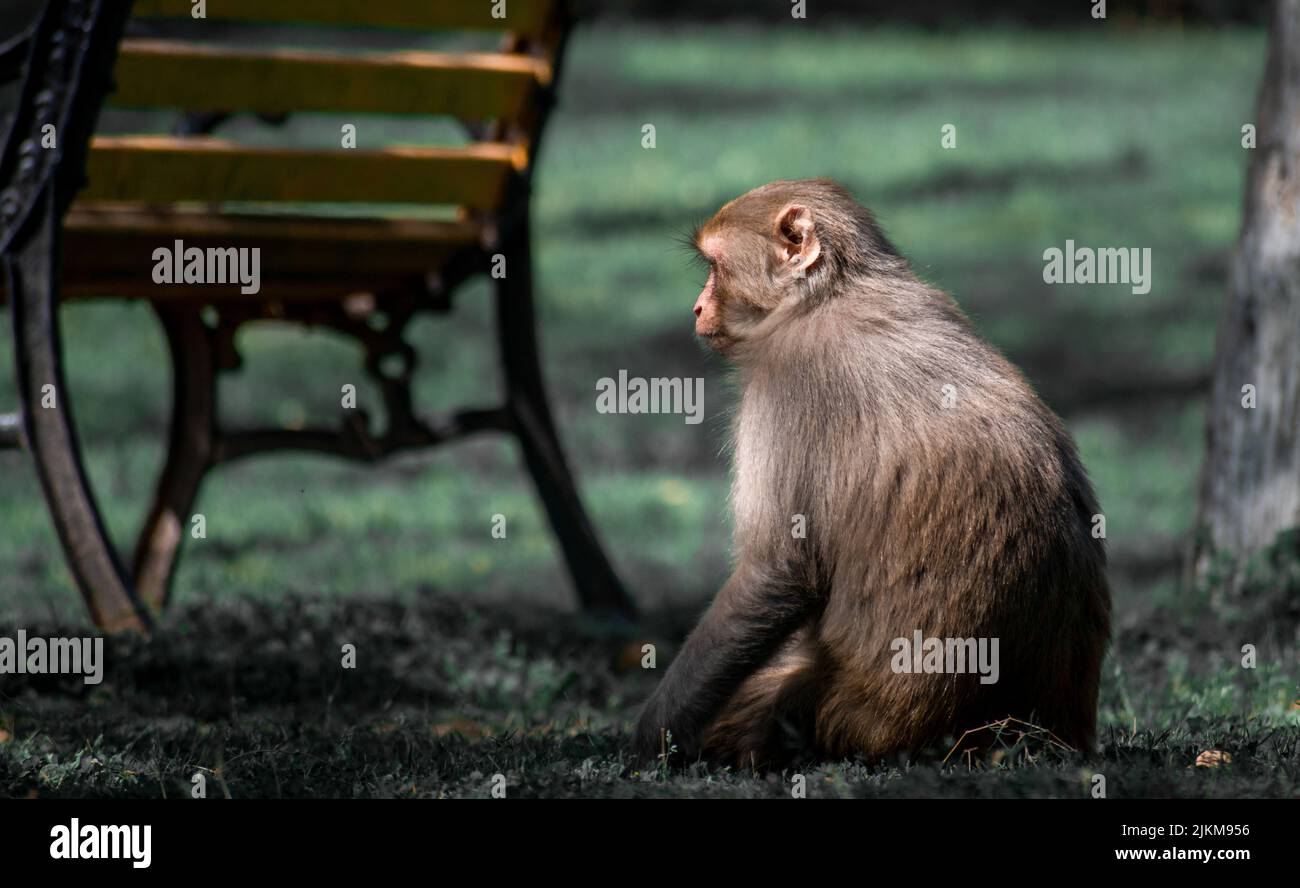 A back view of little brown rhesus macaque sitting on grassy ground and ...