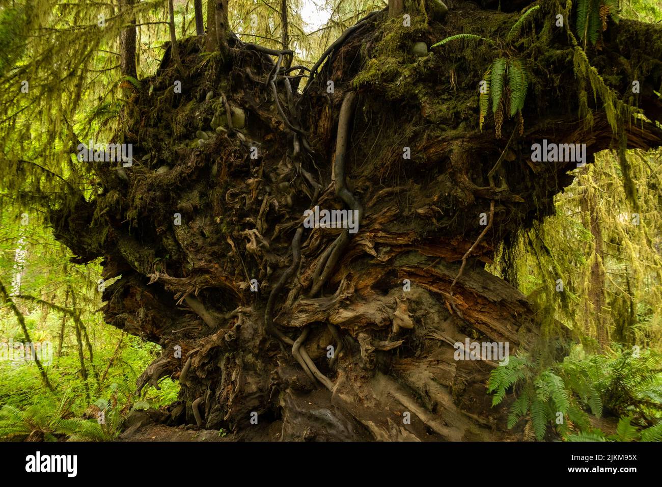Massive Tree Roots in Olympic National Park, Washington Stock Photo - Alamy