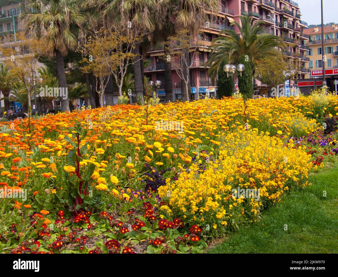 The yellow Tagetes erecta and coconut trees with buildings in the ...