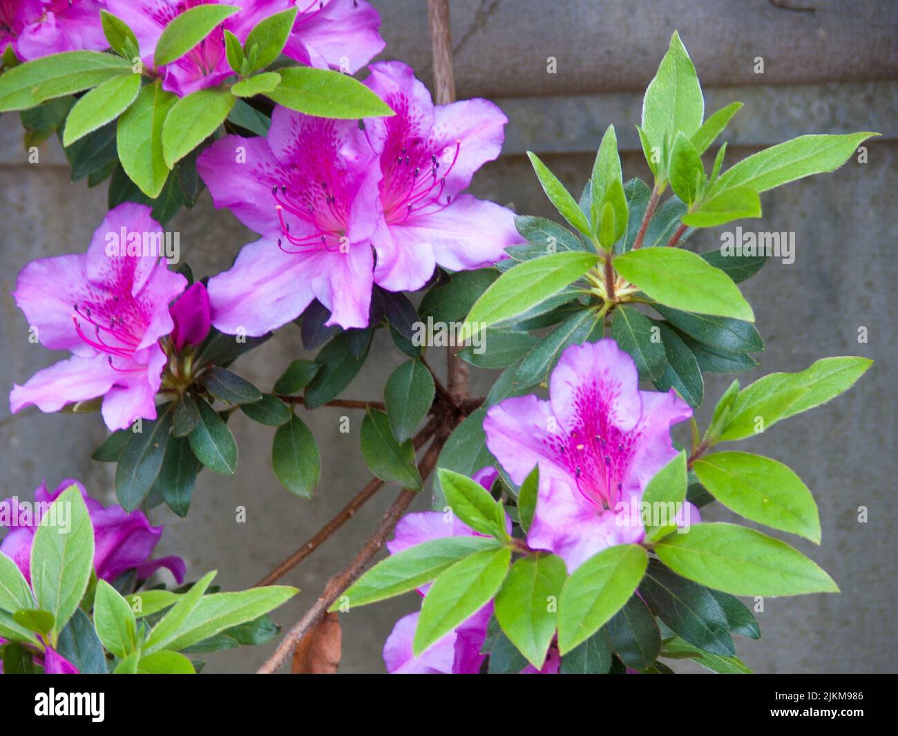 The pink Azaleas on a gray wall background Stock Photo - Alamy
