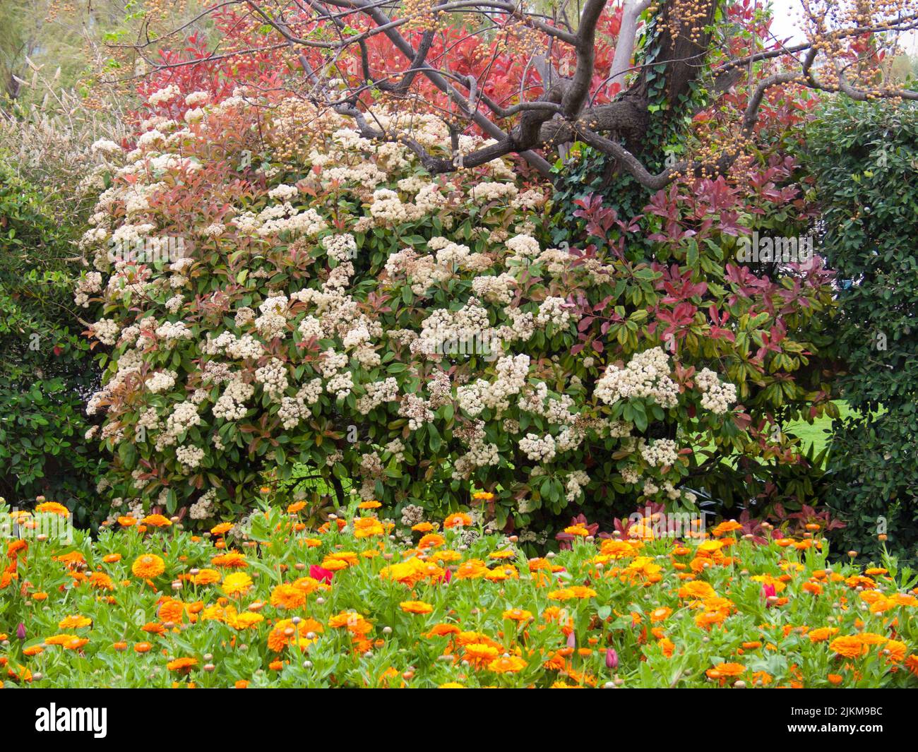 A beautiful view of colorful flowers in Parc Phoenix, Nice, French ...