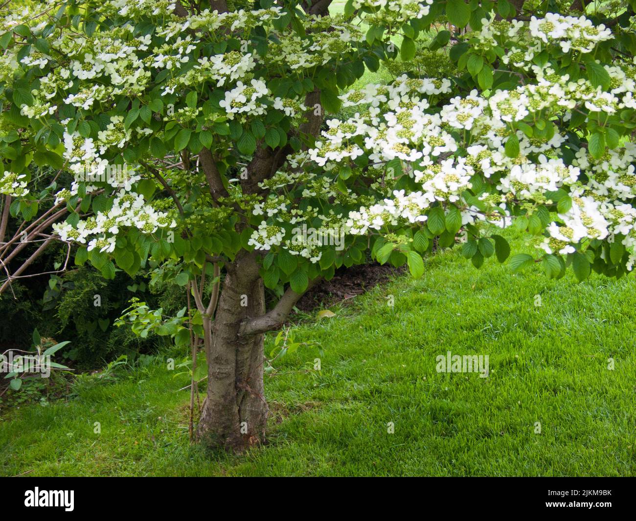 A tree with Japanese snowball flowers in Parc Phoenix, Nice, French ...