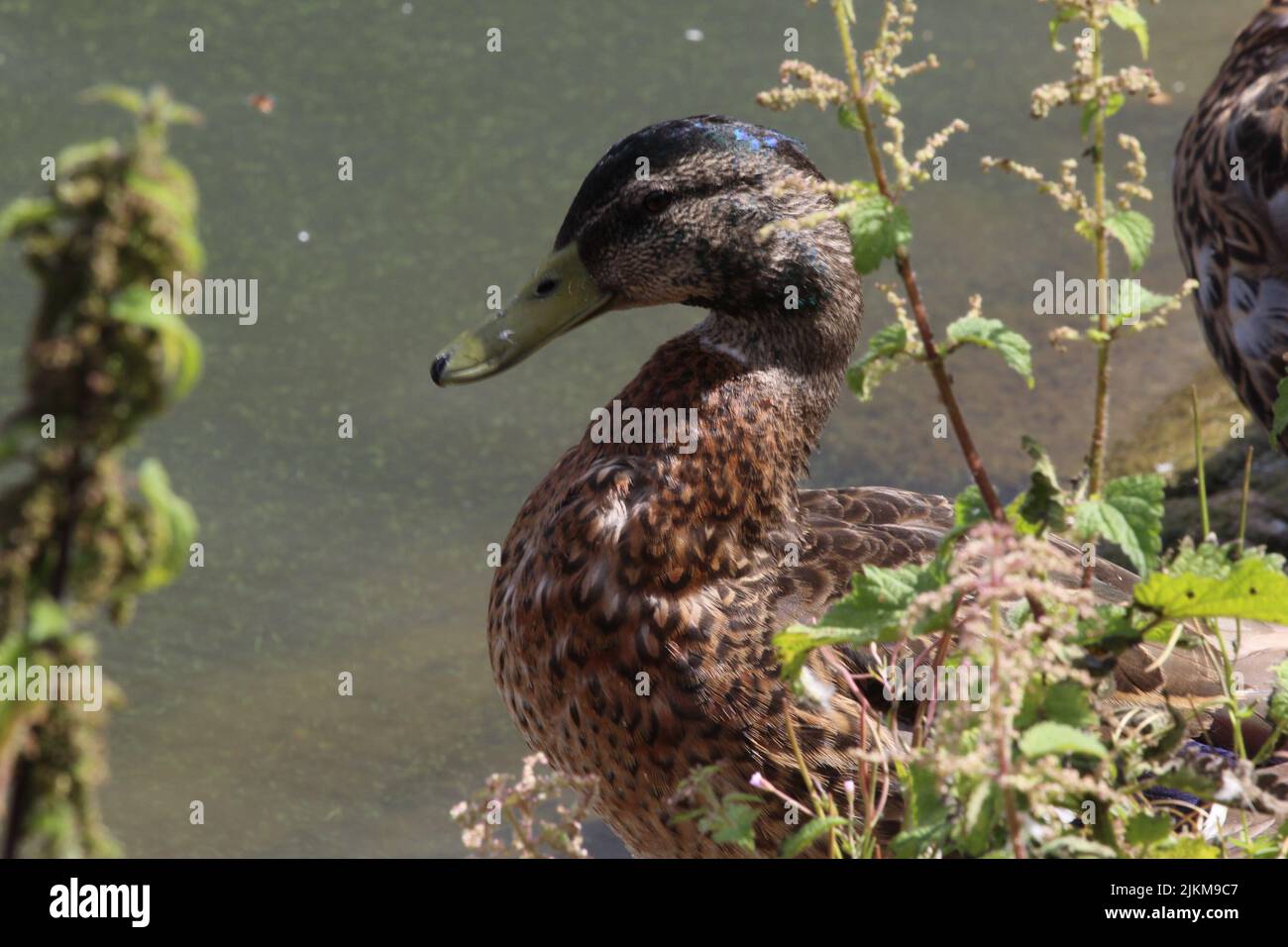 Lakeshore wildlife hi-res stock photography and images - Alamy