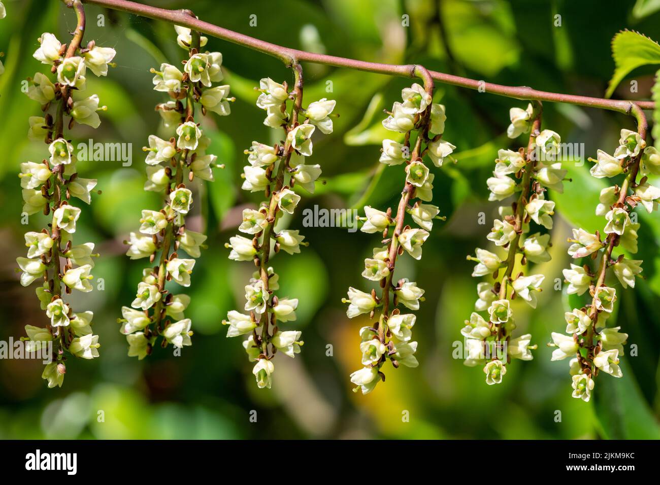 Close up of flowers on an early stachyurus (stachyrus praecox) shrub ...
