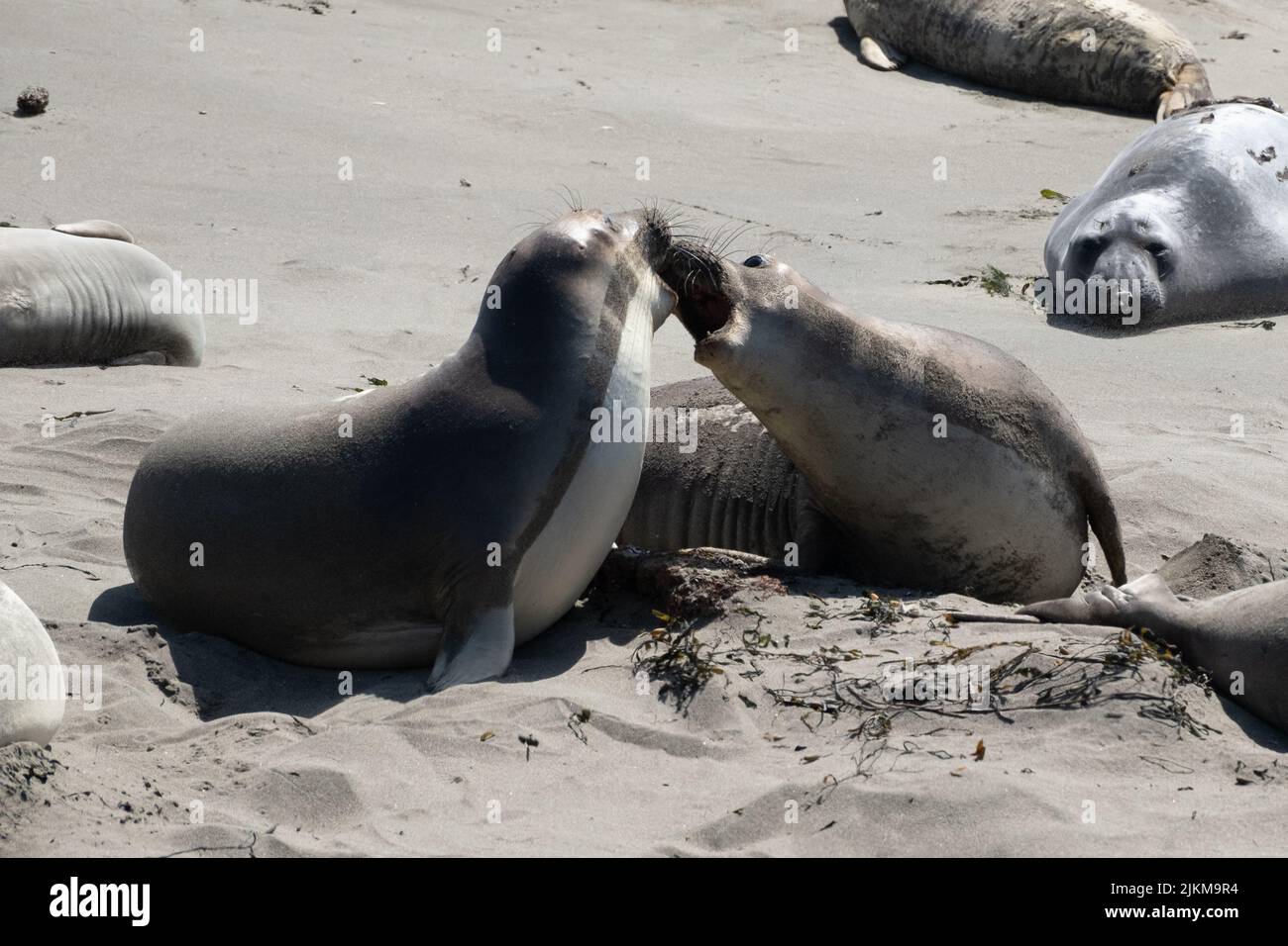 Seals Clashing near Big Sur California Stock Photo - Alamy