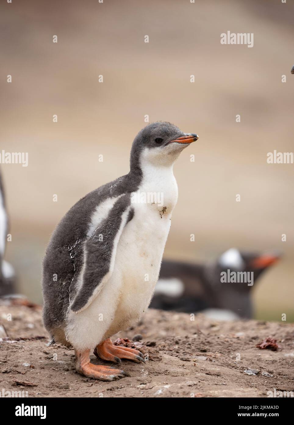 Gentoo penguin (Pygoscelis papua) a penguin species in the genus ...