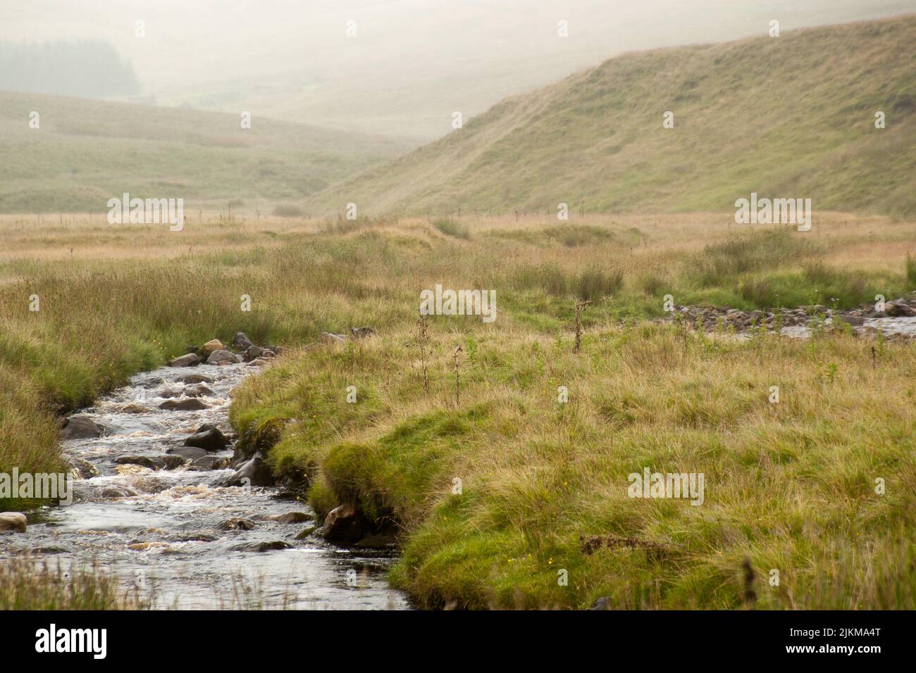 Yorkshire fog grass hi-res stock photography and images - Alamy