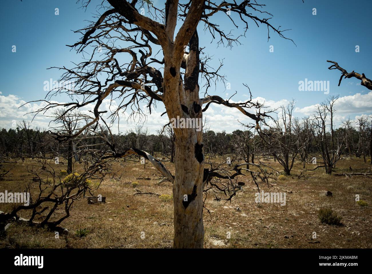 Scorched Tree in Grand Canyon National Park, Arizona Stock Photo - Alamy