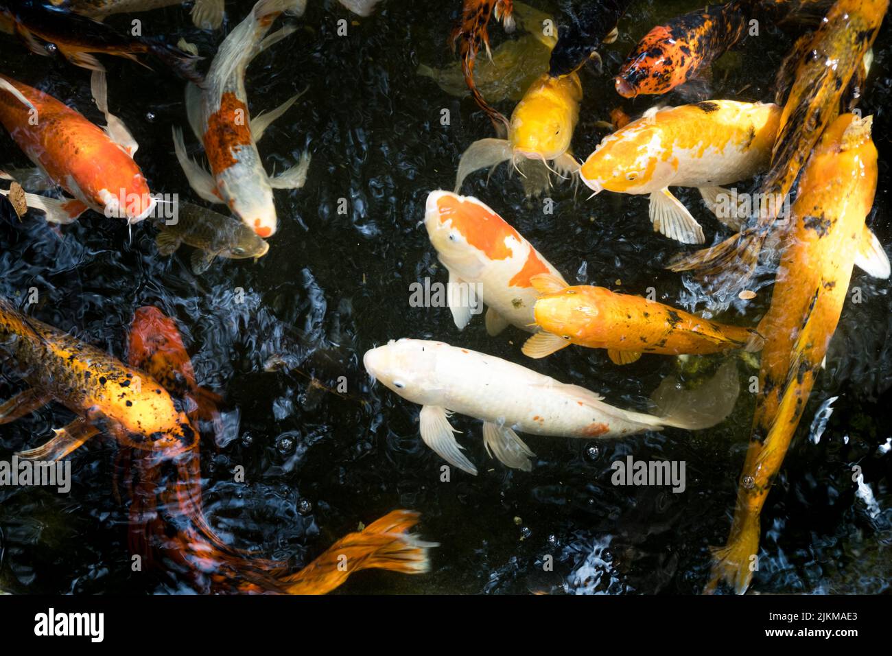 Rubrofuscus hi-res stock photography and images - Alamy