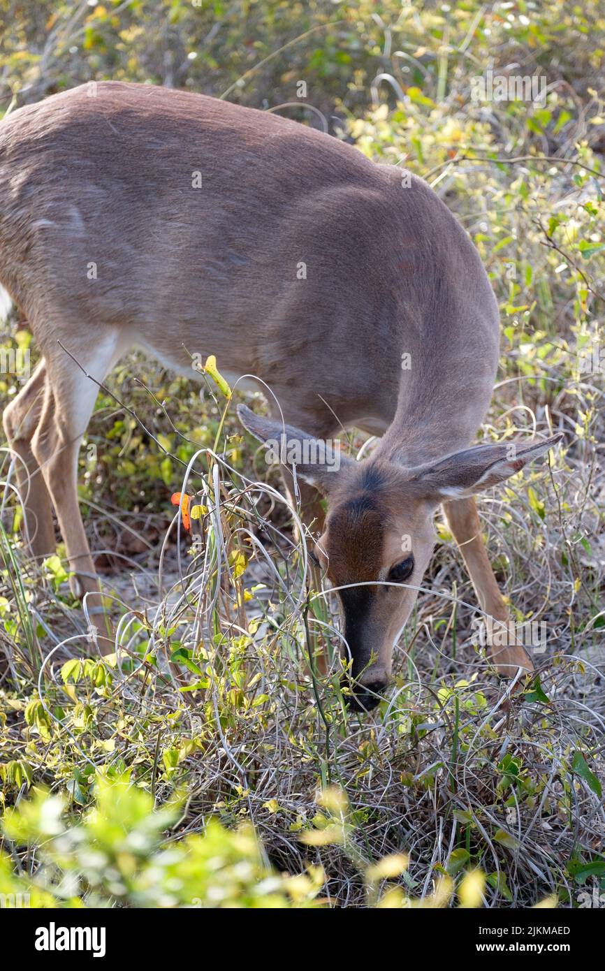North carolina coast deer hi-res stock photography and images - Alamy