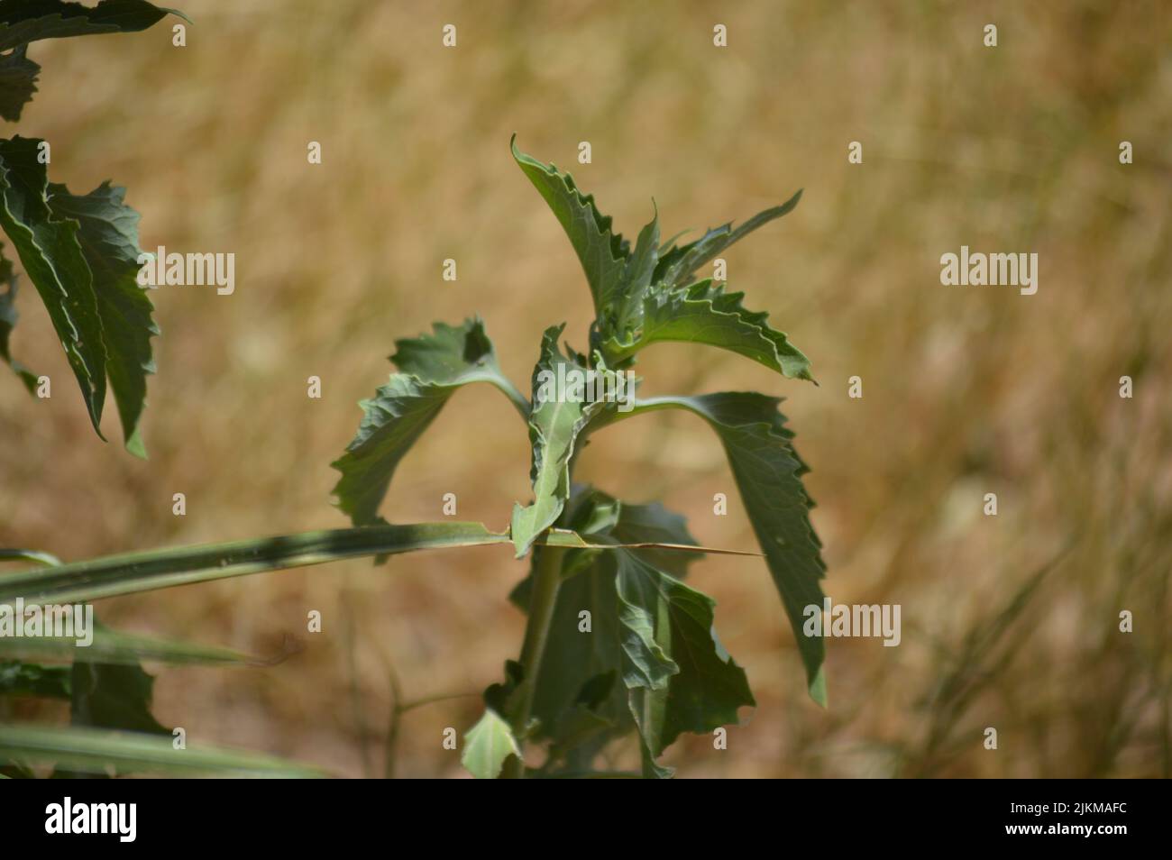 American dogweed hi-res stock photography and images - Alamy