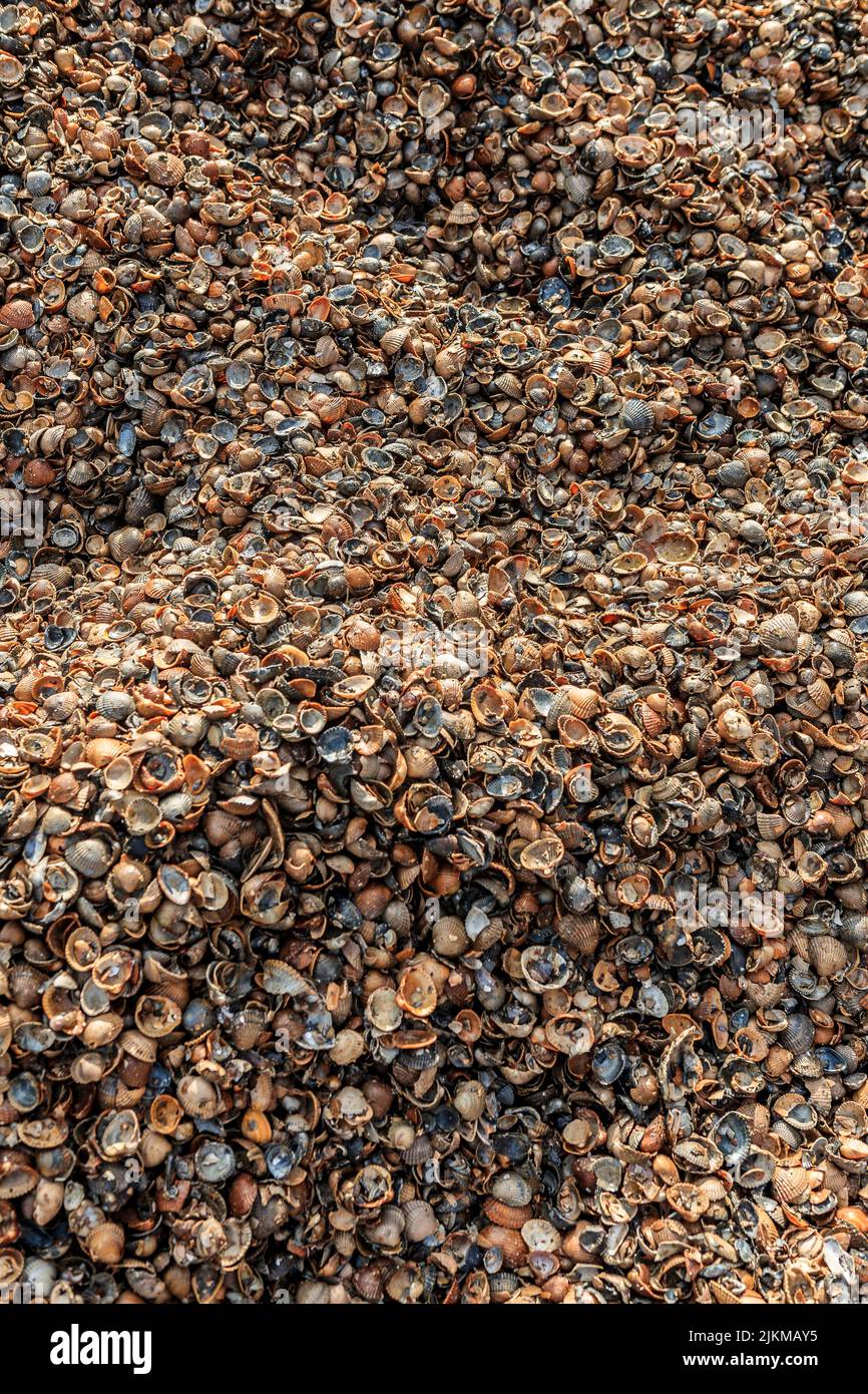 A view of seashells used as construction material Stock Photo - Alamy