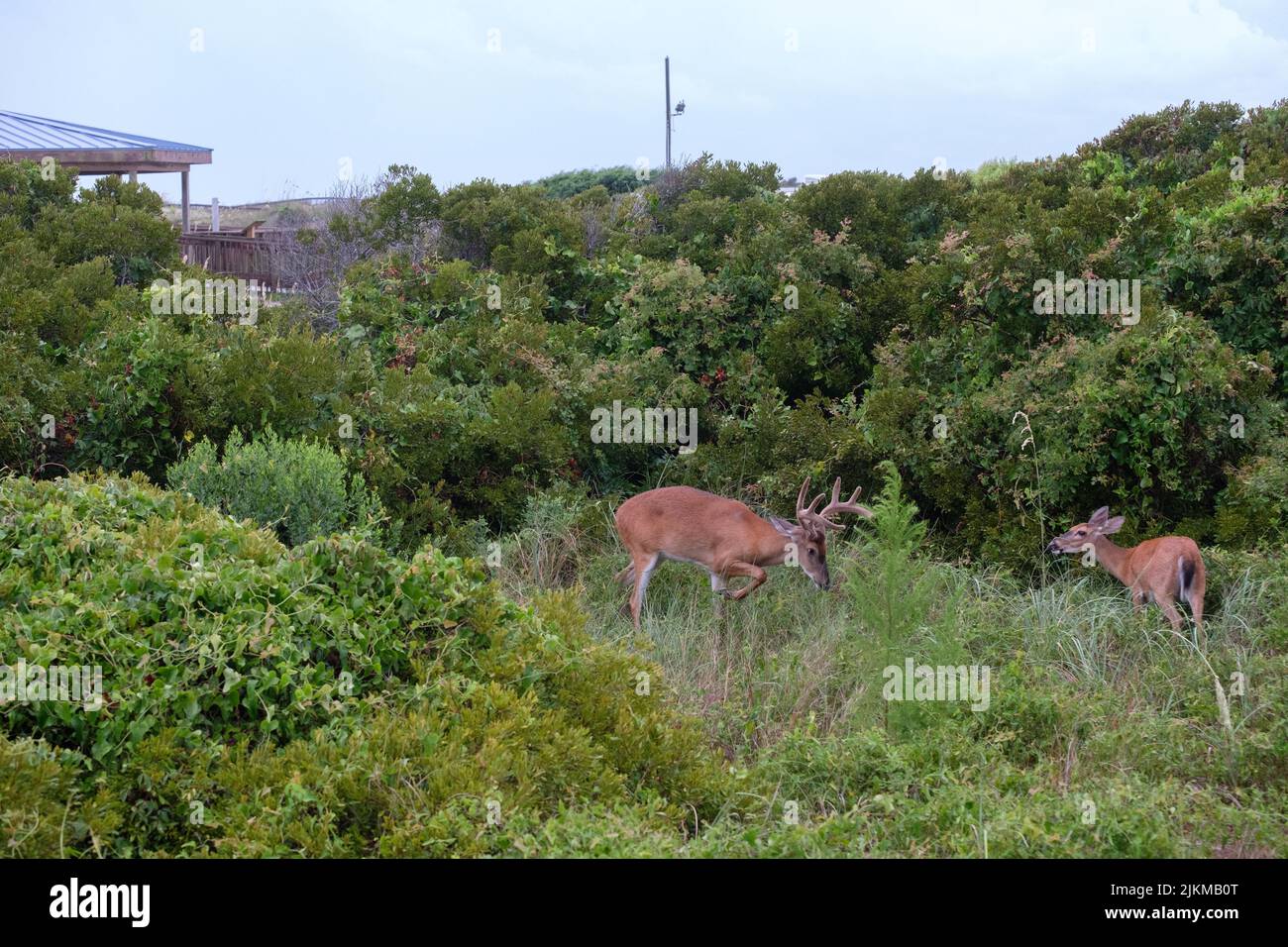 White-Tailed Deer (Odocoileus virginianus) in Beach Dunes Stock Photo ...