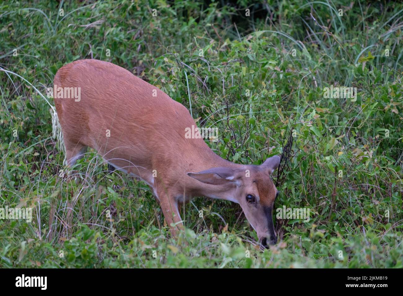 White-Tailed Deer (Odocoileus virginianus) in Beach Dunes Stock Photo ...