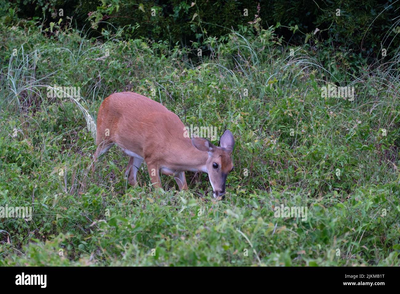 North carolina coast deer hi-res stock photography and images - Alamy