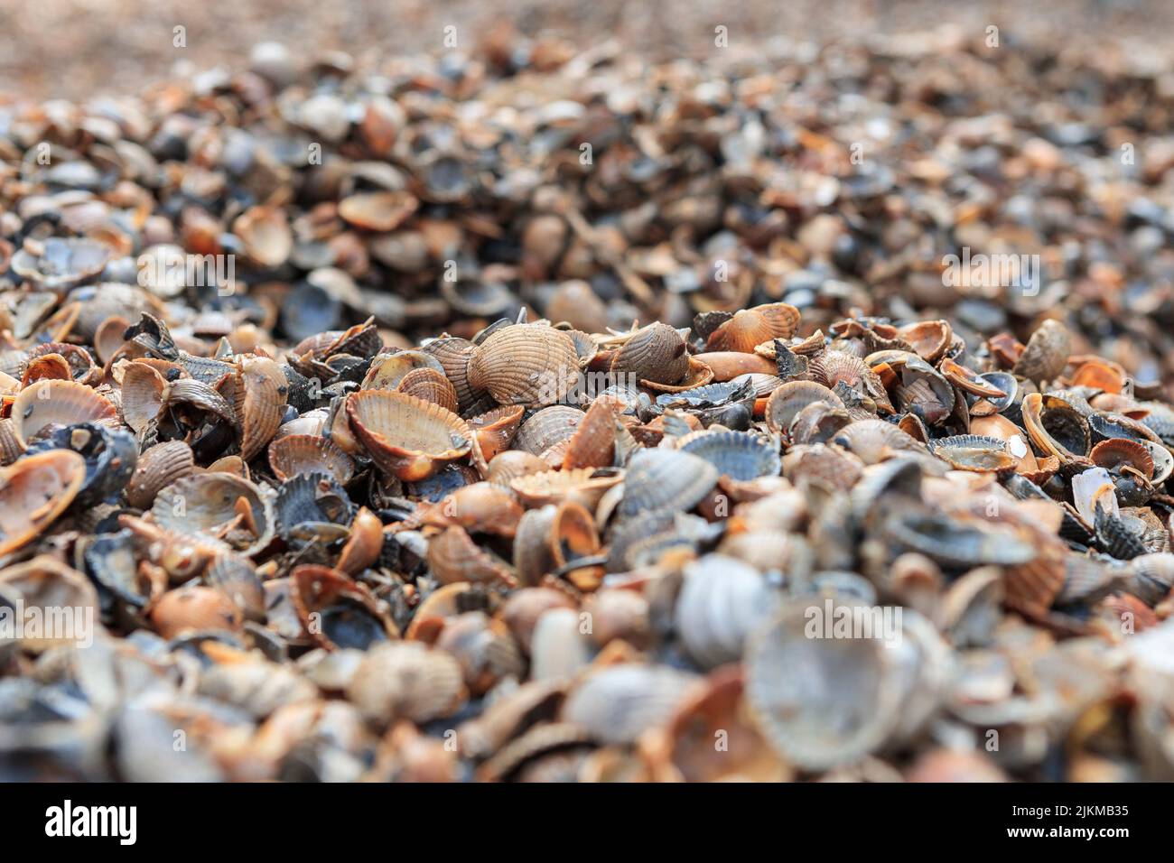 A view of seashells used as construction material Stock Photo - Alamy