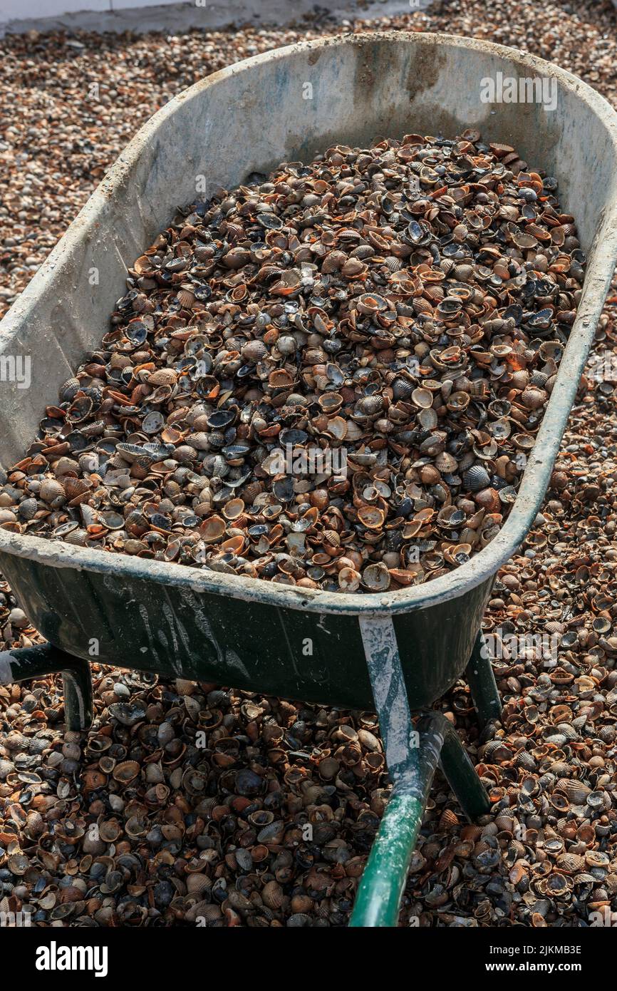 A view of seashells used as construction material Stock Photo - Alamy