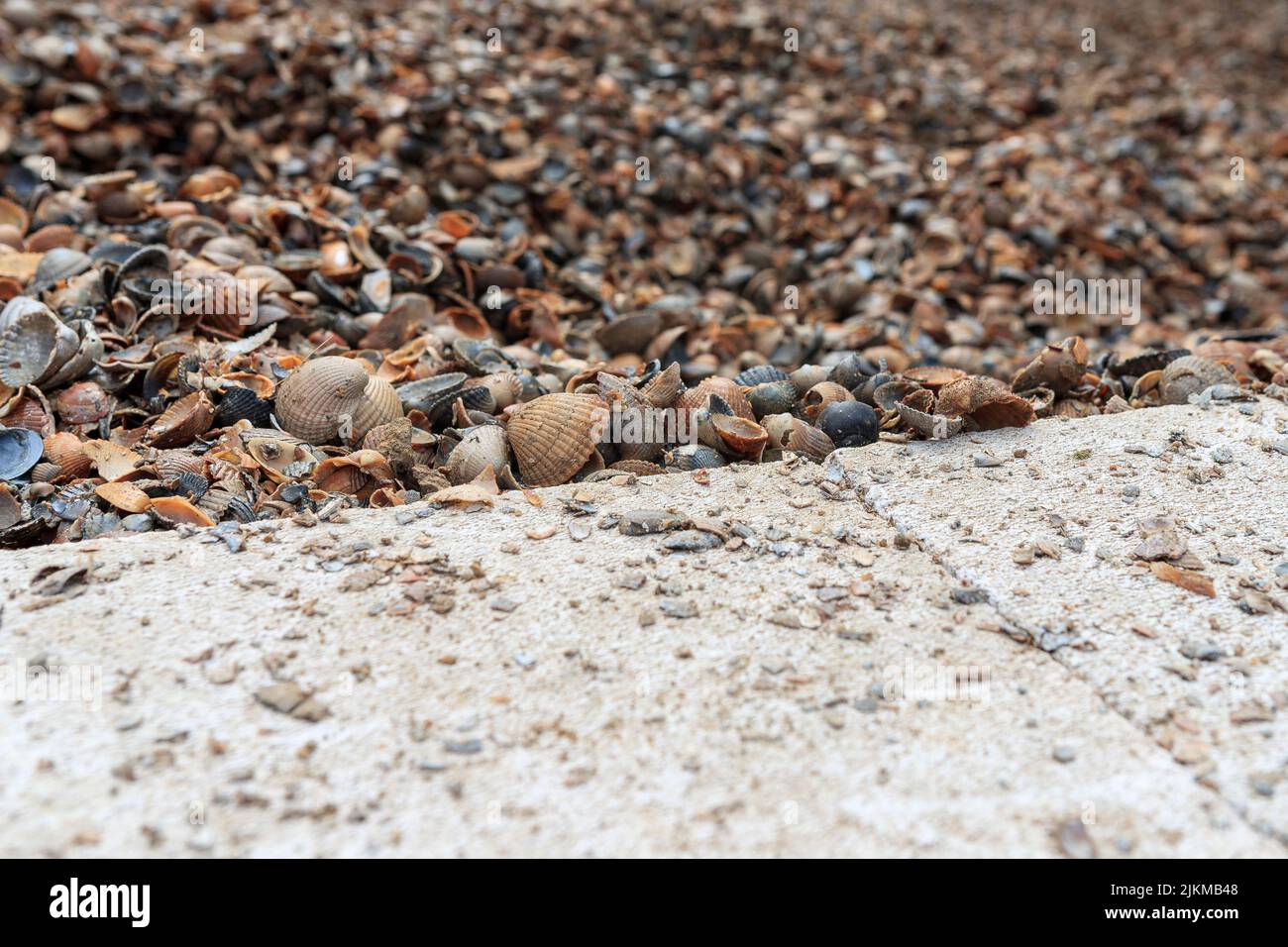 A view of seashells used as construction material Stock Photo - Alamy
