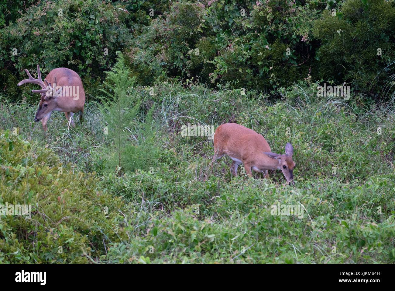 White-Tailed Deer (Odocoileus virginianus) in Beach Dunes Stock Photo ...