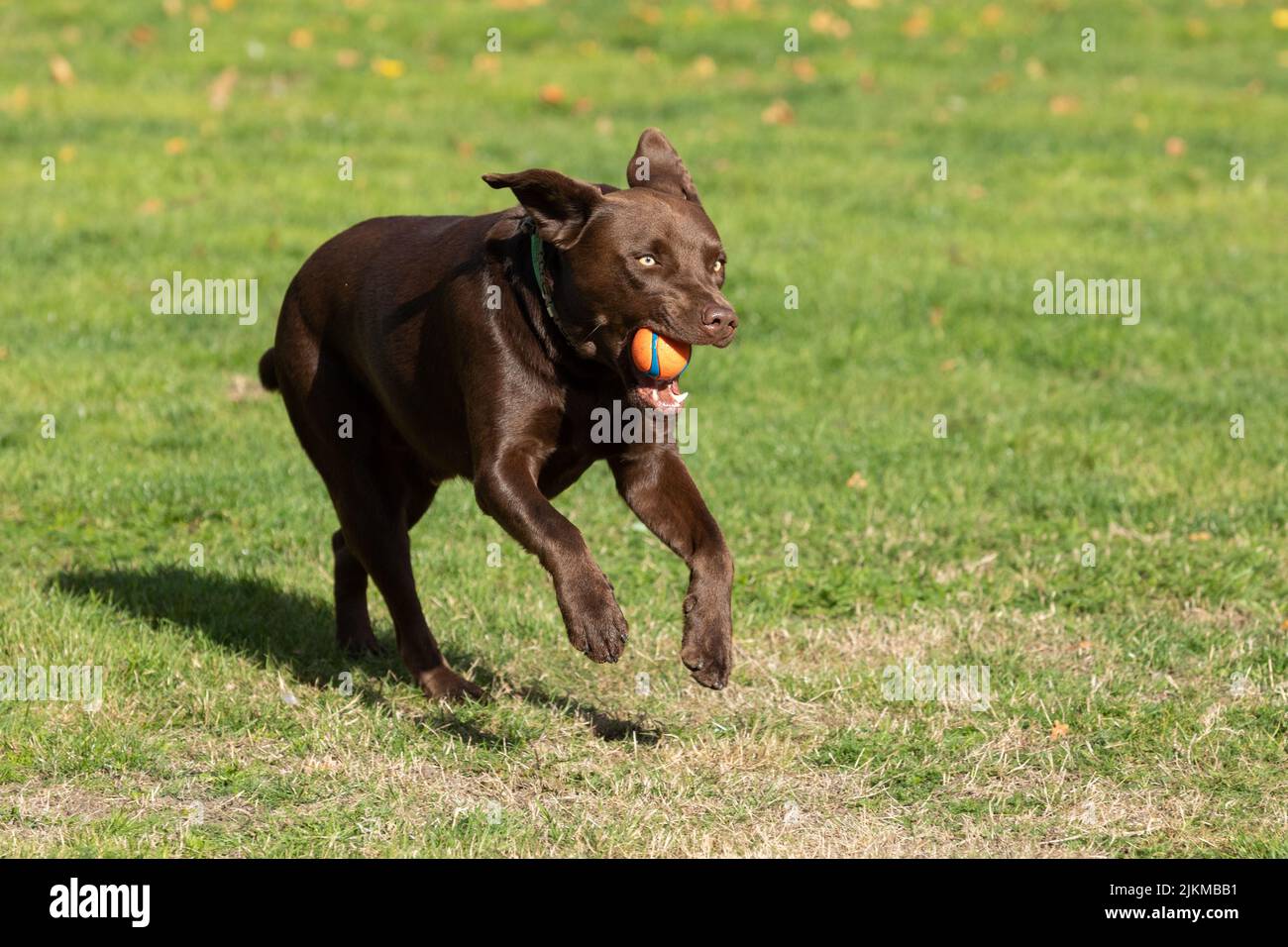 labrador running and jumping on the lawn Stock Photo - Alamy