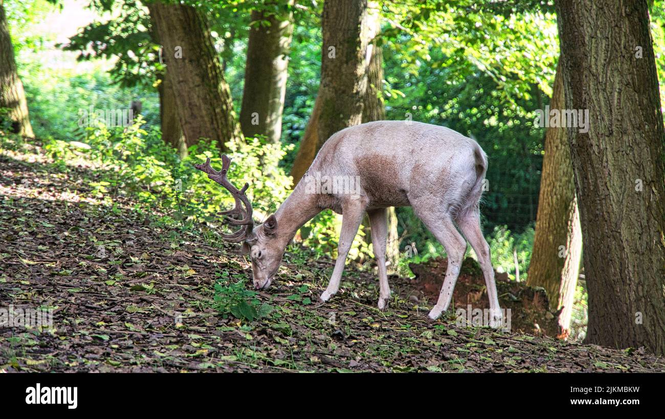 white deer isolated in a deciduous forest. Animal shot of the mammal ...