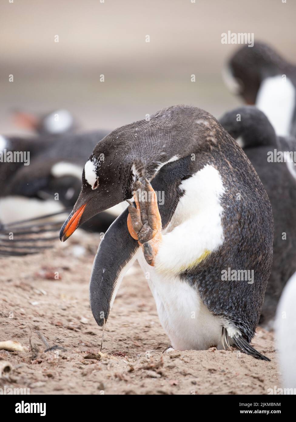 Gentoo penguin (Pygoscelis papua) a penguin species in the genus ...