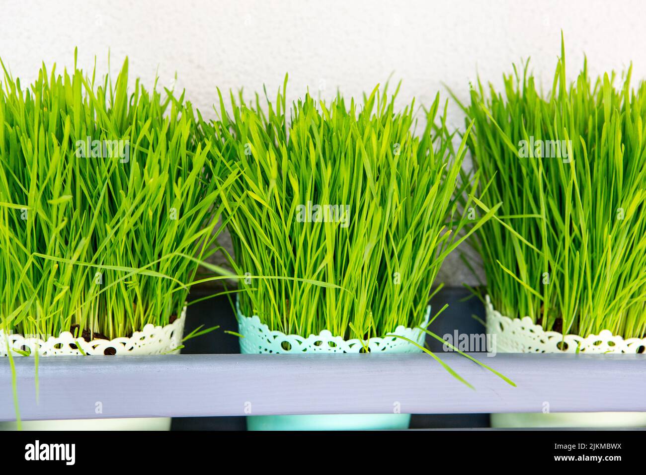 Green grass in a pot on the shelf Stock Photo - Alamy