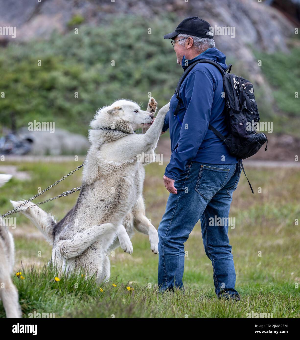 Close up of chained white wild sled dogs greeting inuit owner in ...