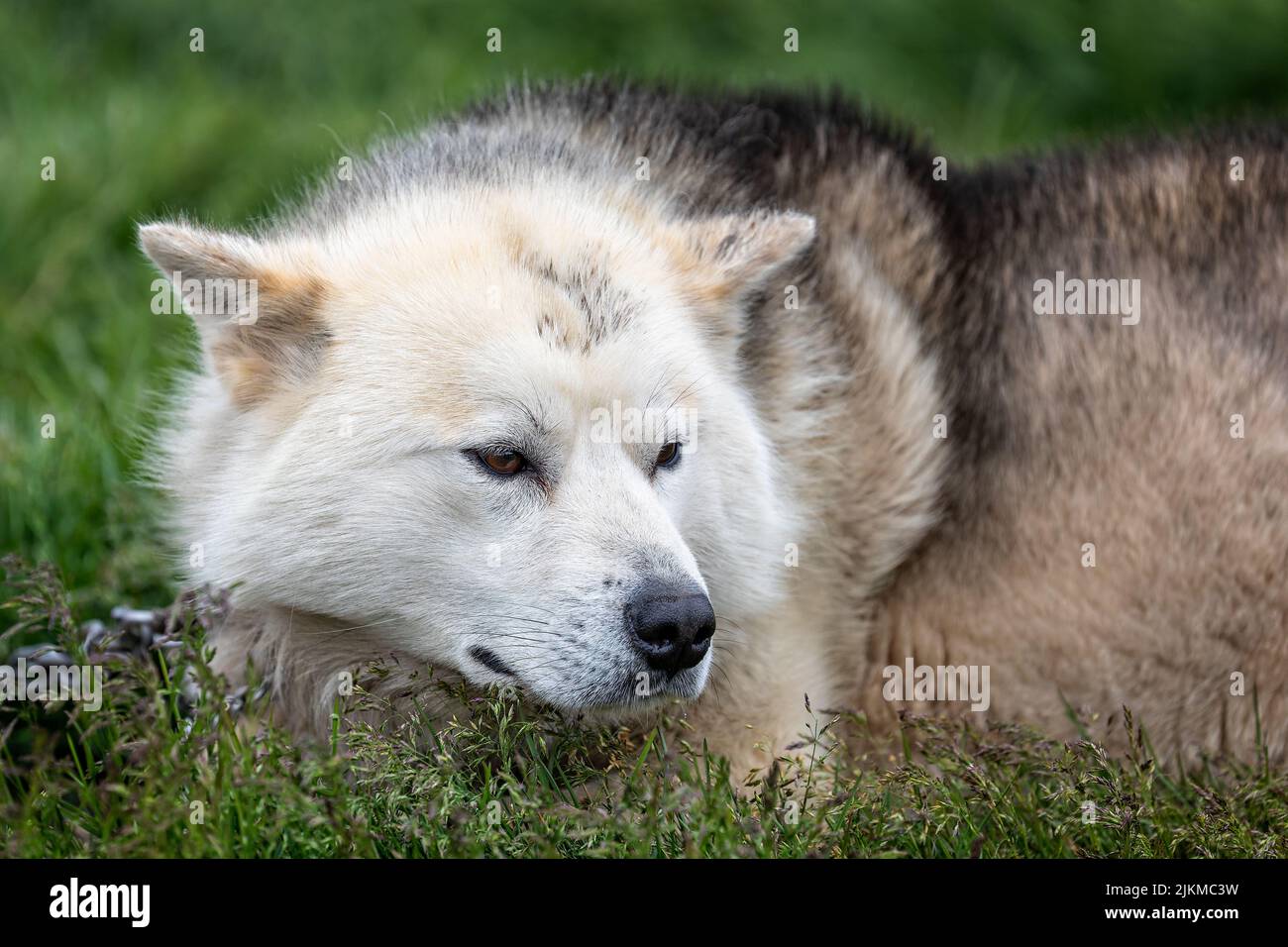 Are Greenland Dog Aggressive