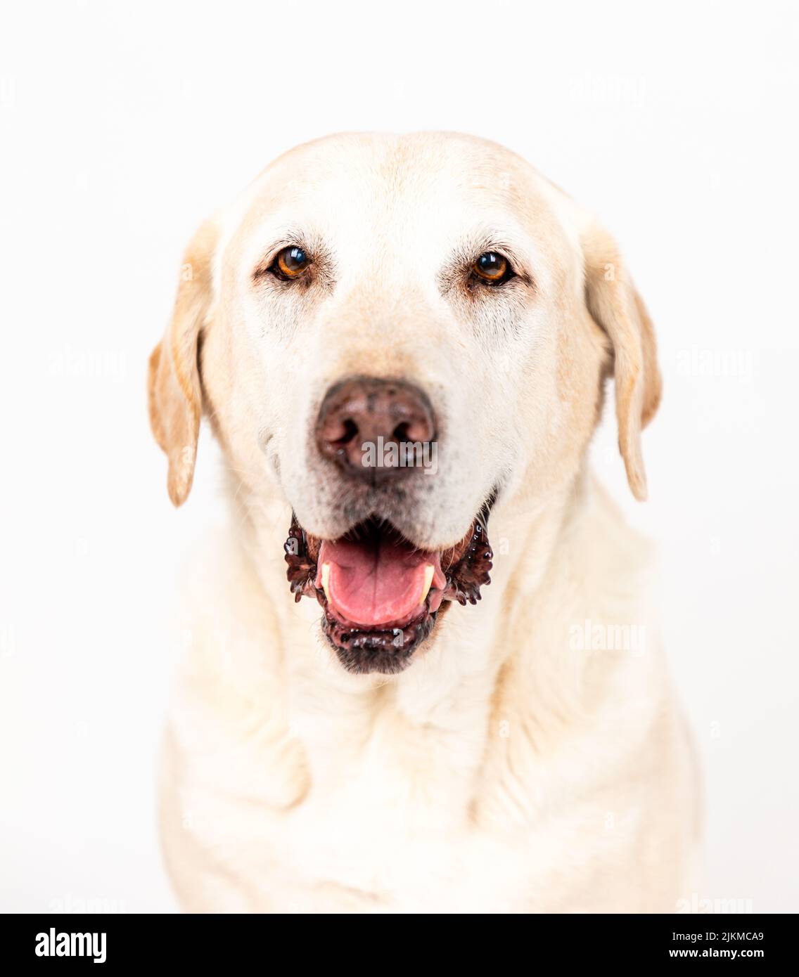 brown labrador dog head in a studio with white background Stock Photo ...