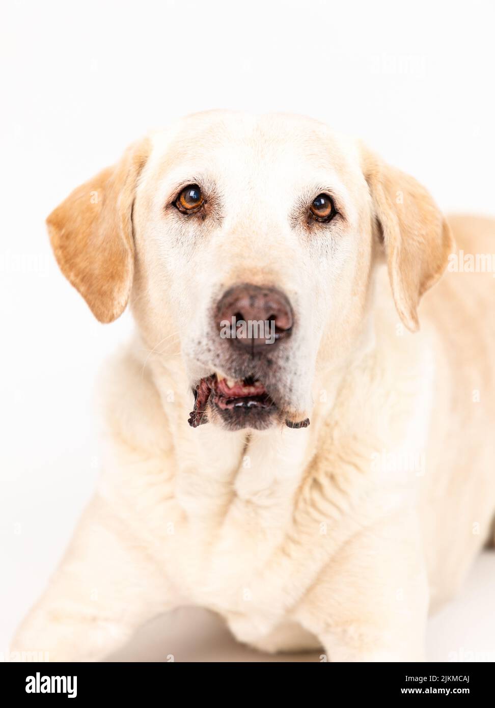 Golden labrador in studio hi-res stock photography and images - Alamy
