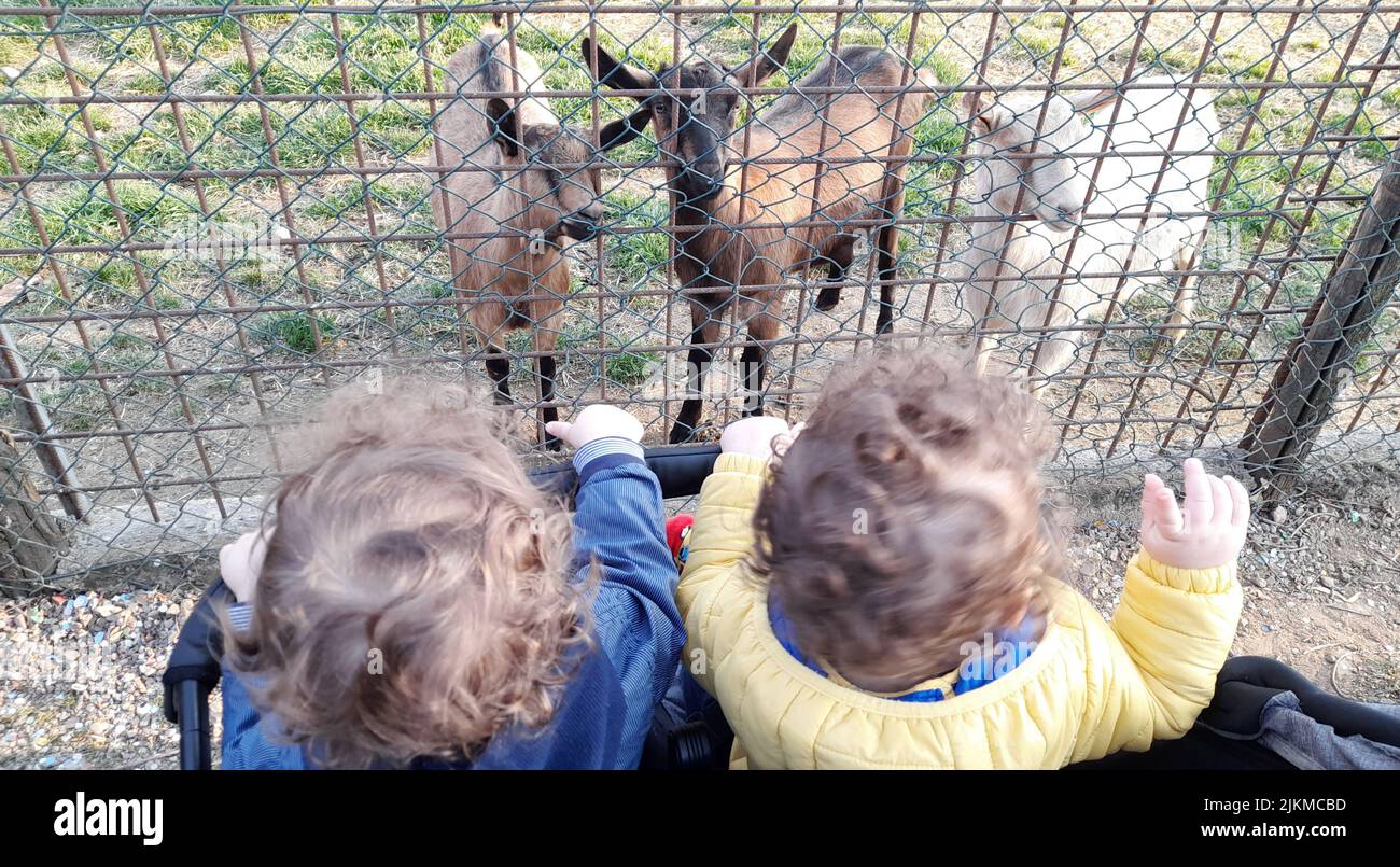 A rear view of kids looking at goats in a farmhouse Stock Photo - Alamy