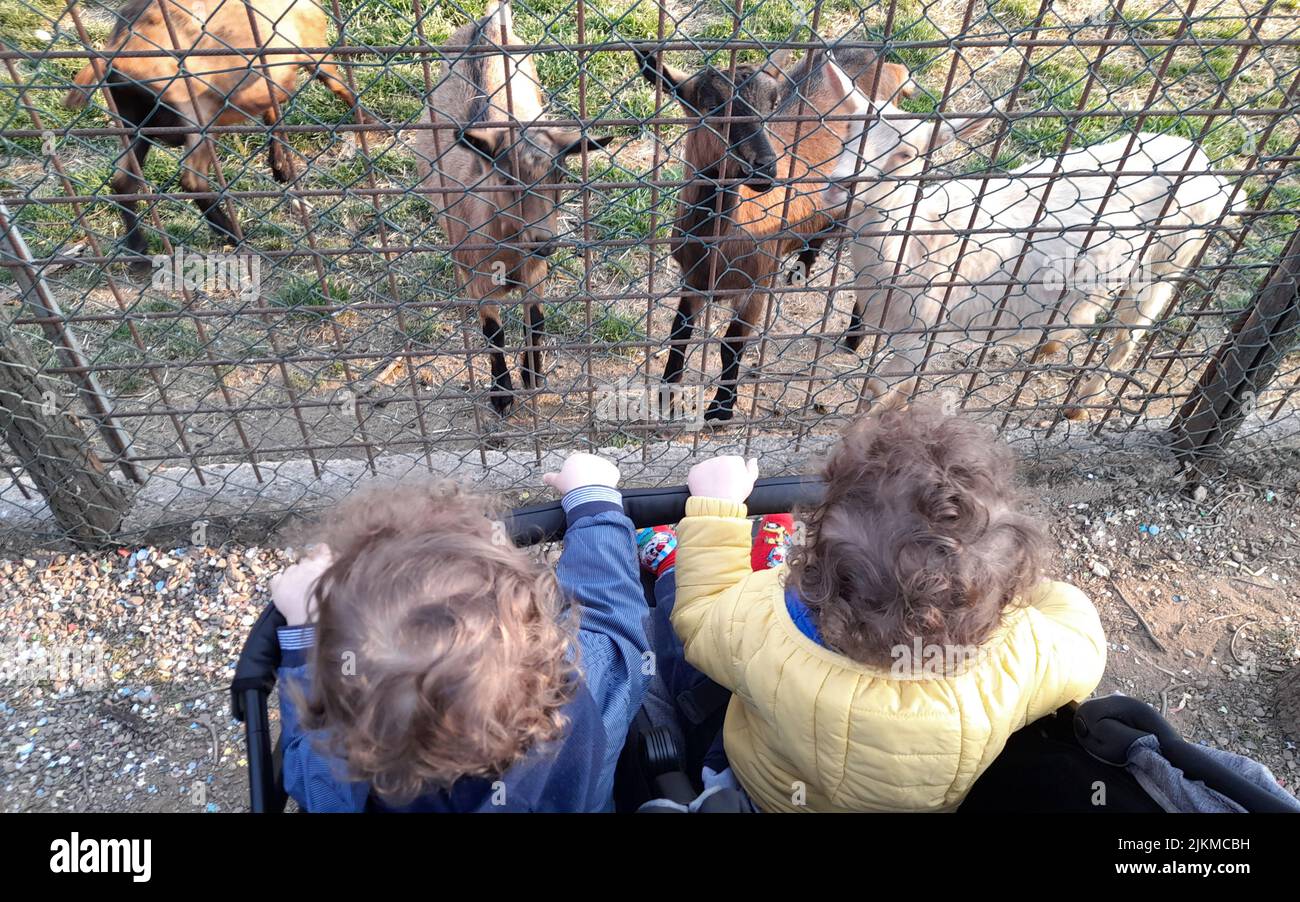 A rear view of kids looking at goats in a farmhouse Stock Photo - Alamy