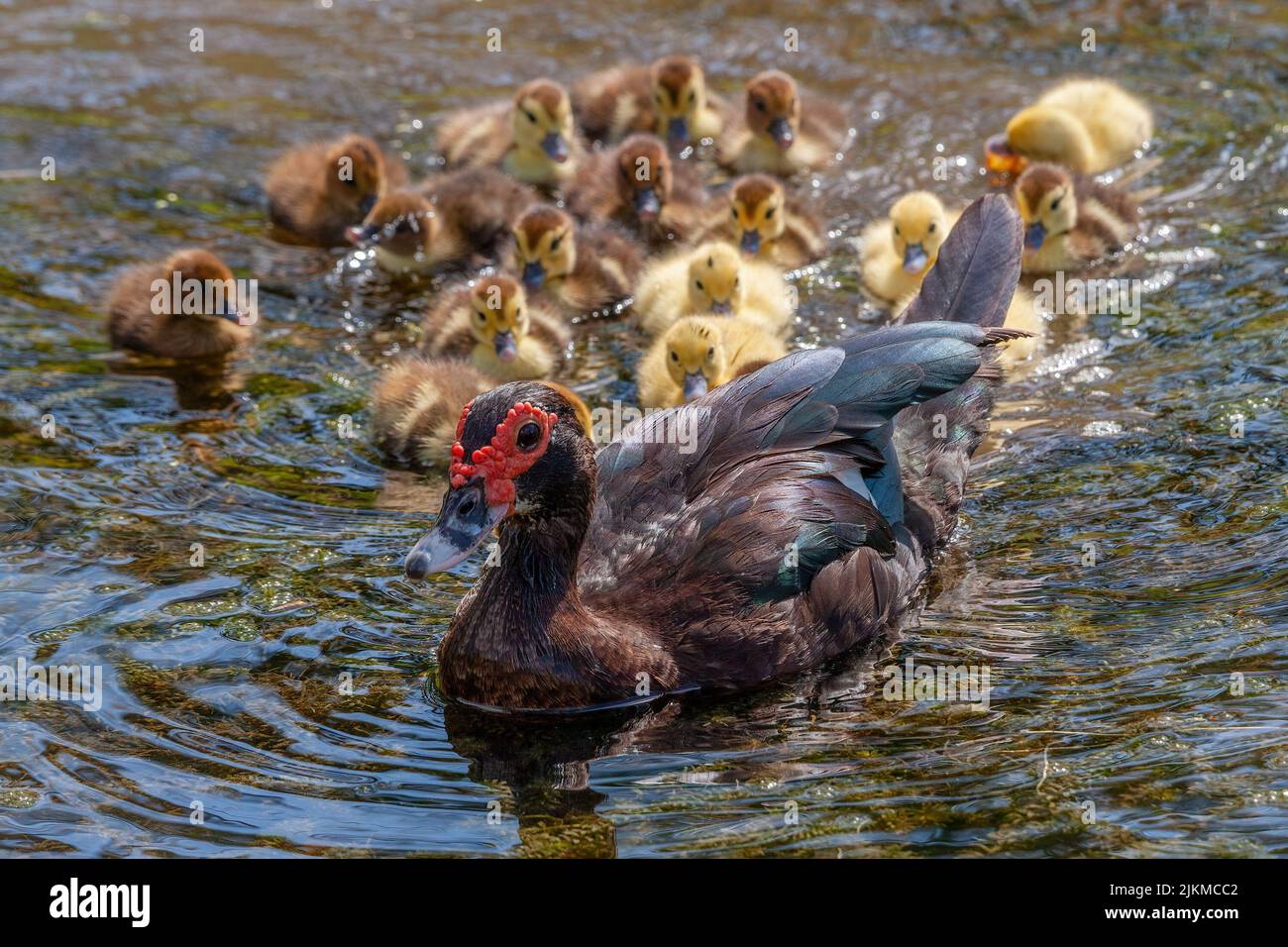 A closeup shot of the muscovy duck and its ducklings swimming in the ...