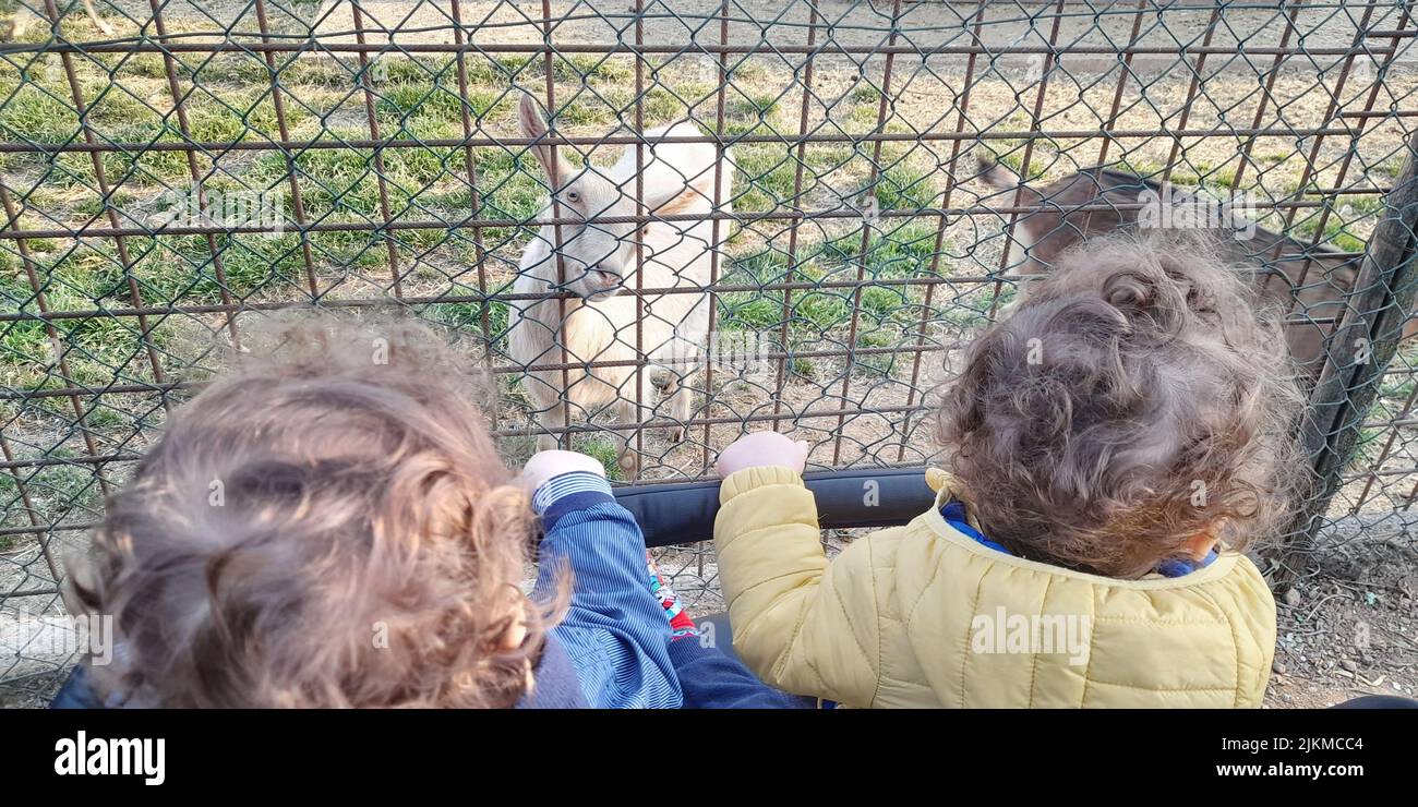 A rear view of kids looking at goats in a farmhouse Stock Photo - Alamy