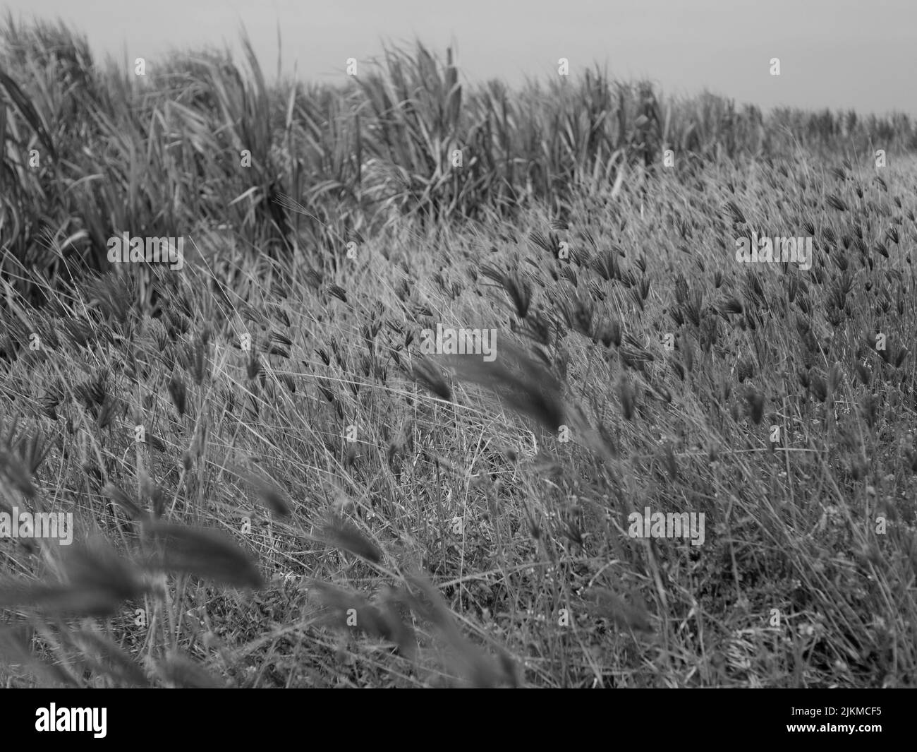 Ungulate Grasslands