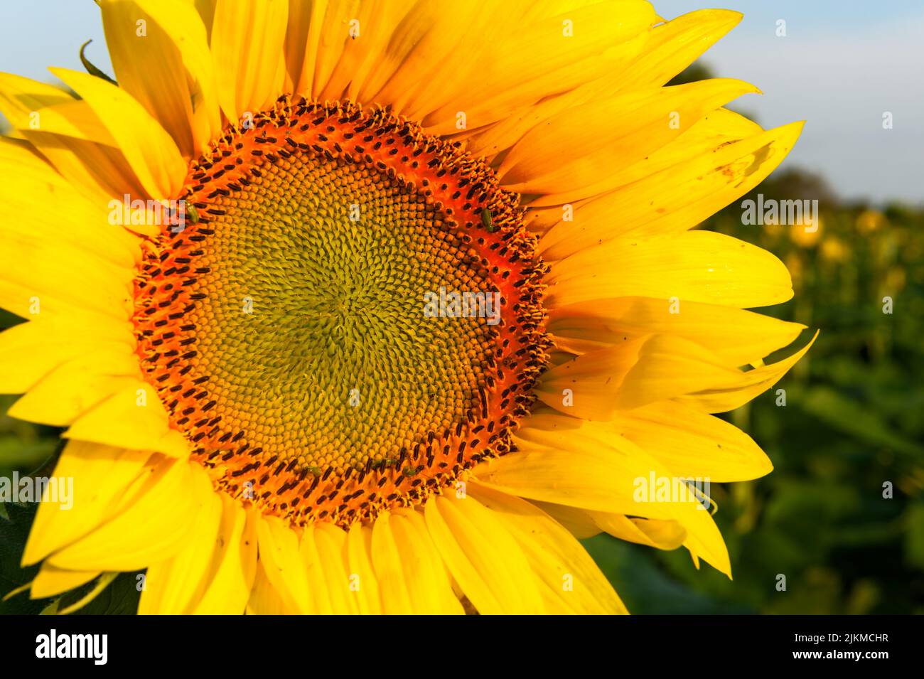 Sunflower face hi-res stock photography and images - Alamy