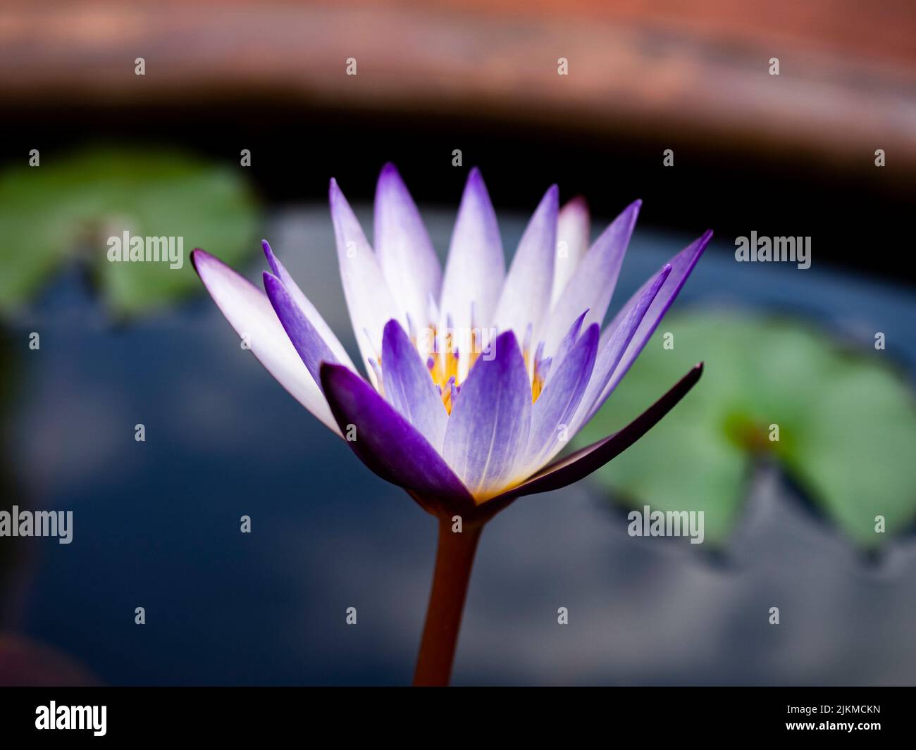 Bicolored flower hi-res stock photography and images - Alamy