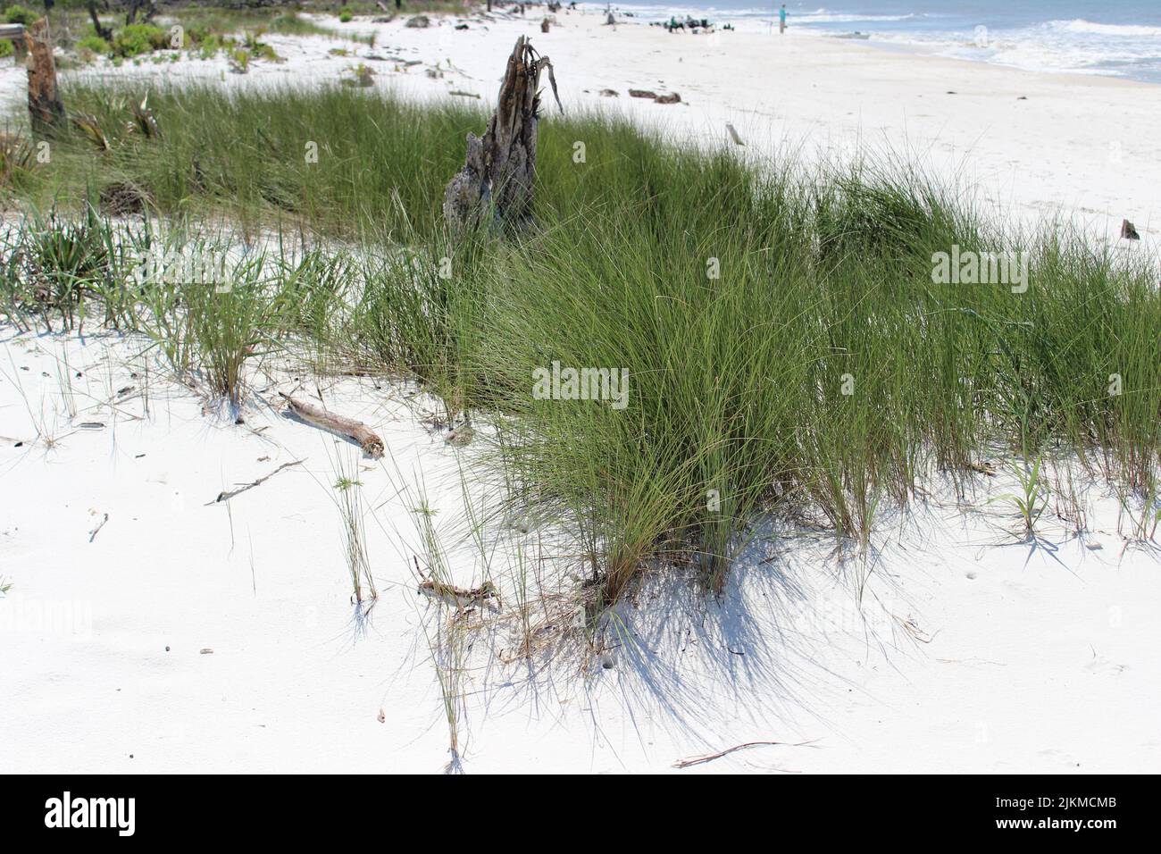 Seaside sandy beach grass hi-res stock photography and images - Alamy