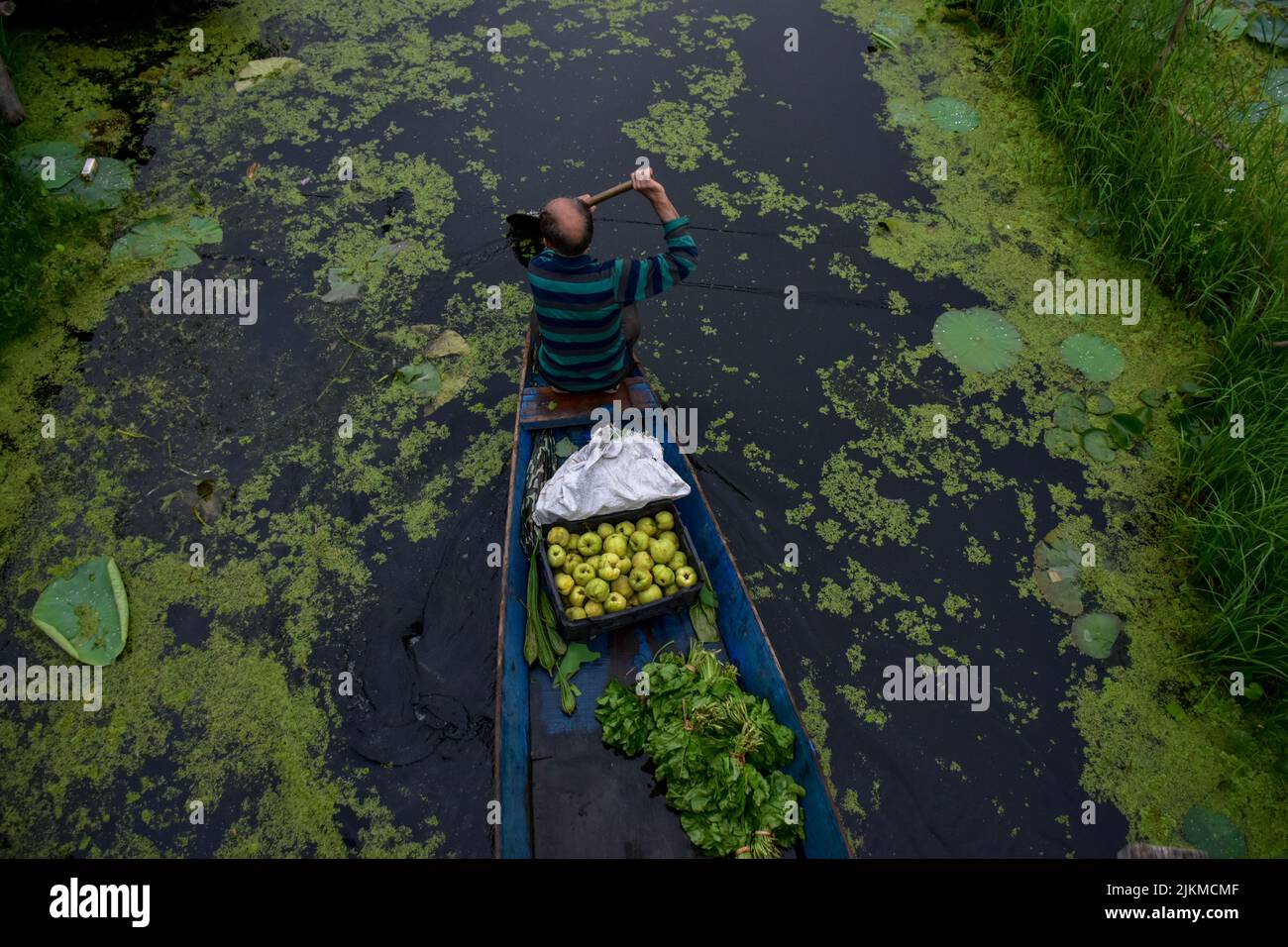 A Kashmiri man rows a boat ferrying vegetables in the depth of Dal lake ...