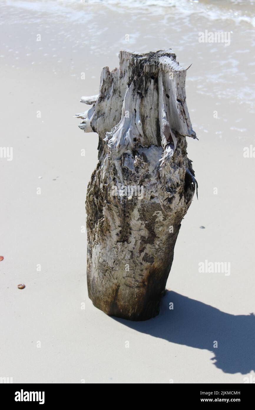 An old dry stump on a sandy beach Stock Photo - Alamy