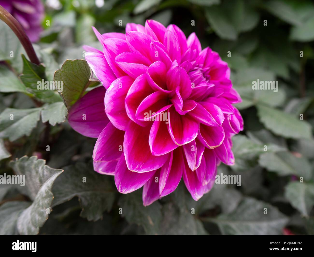 Dahlia in spring hi-res stock photography and images - Alamy